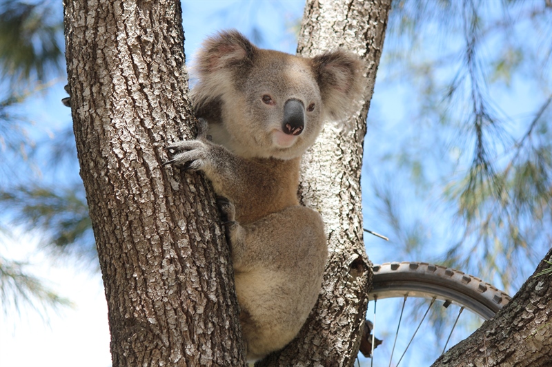 Koalatown — Campbelltown